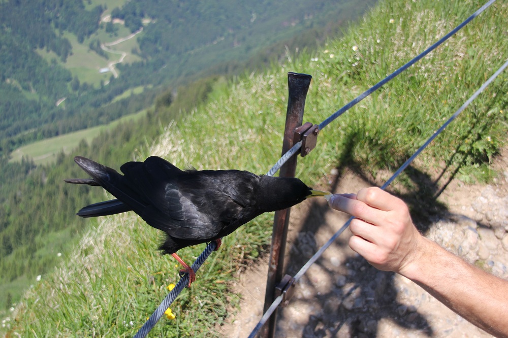 Bergdohle-beim-Füttern-Hochgrat | Oberschwabens Sehenswürdigkeiten