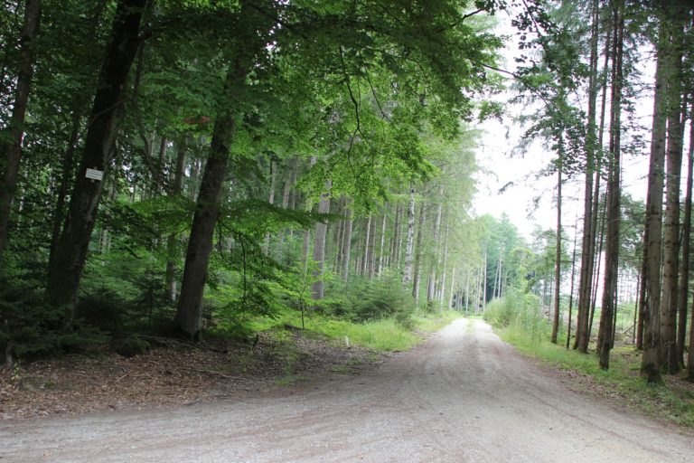 Gute Wege, schöner Wald | Oberschwabens Sehenswürdigkeiten
